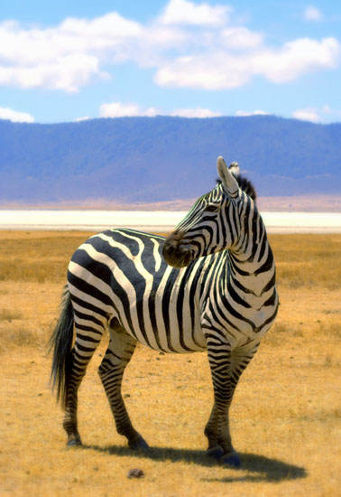 Zebra 1